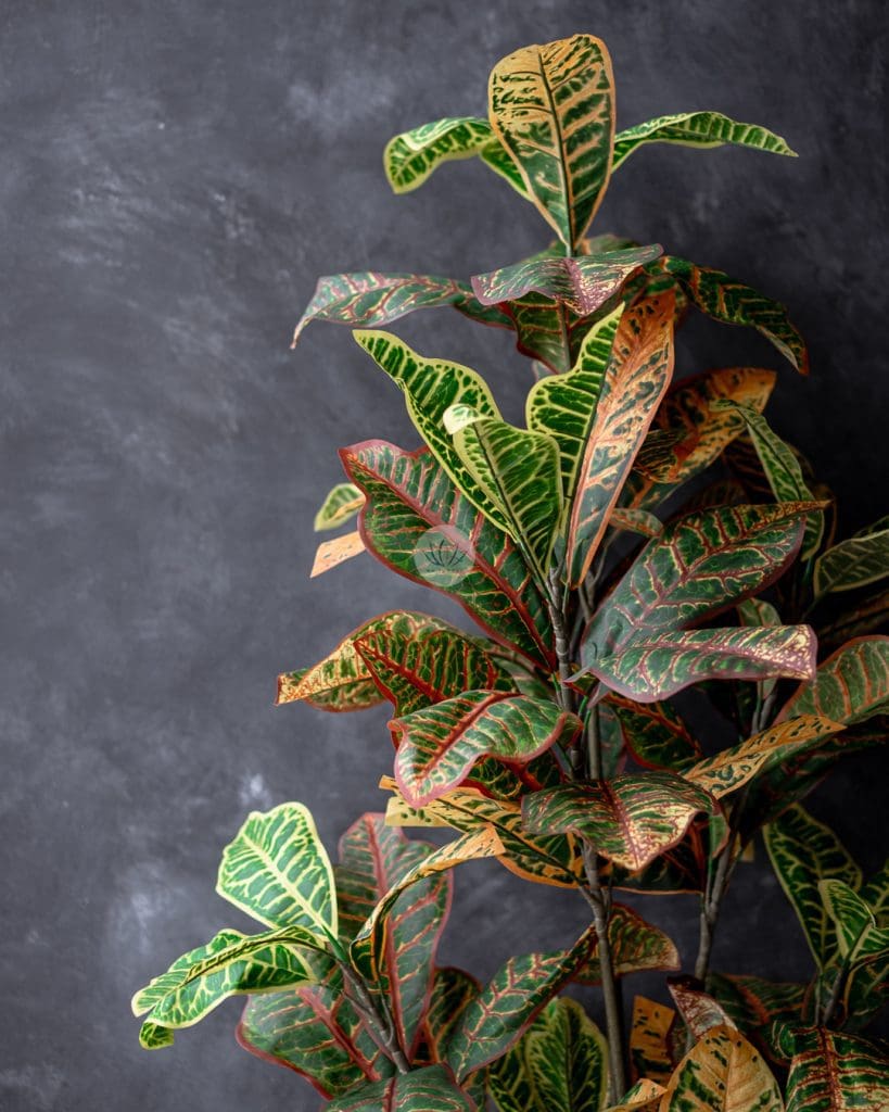 Croton Tree with Pot LWP7245